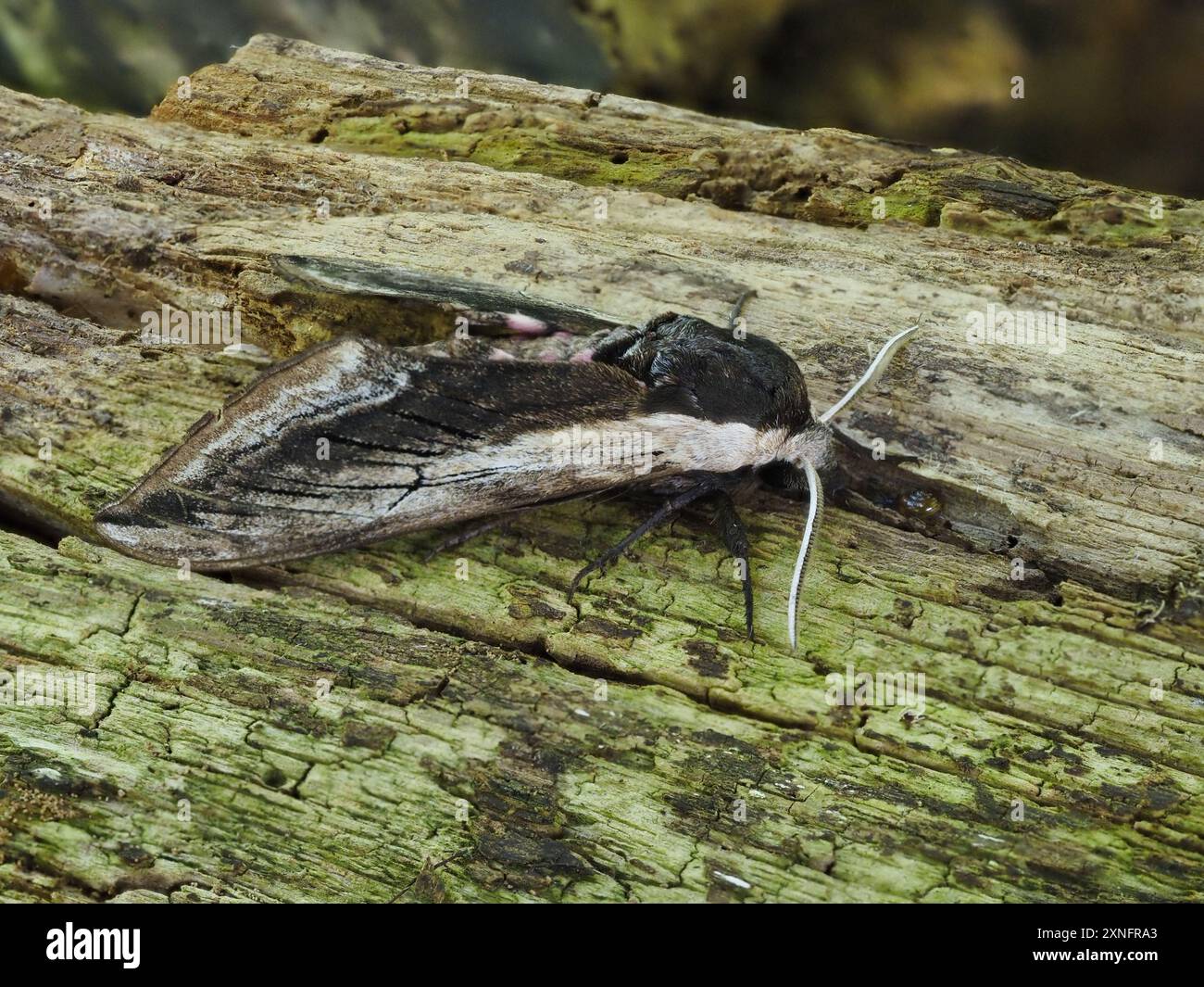Sphinx ligustri, the privet hawk moth, resting on a log Stock Photo - Alamy