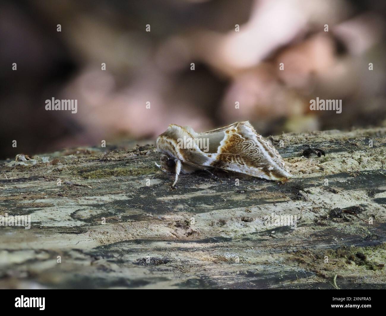 Buff moth hi-res stock photography and images - Alamy