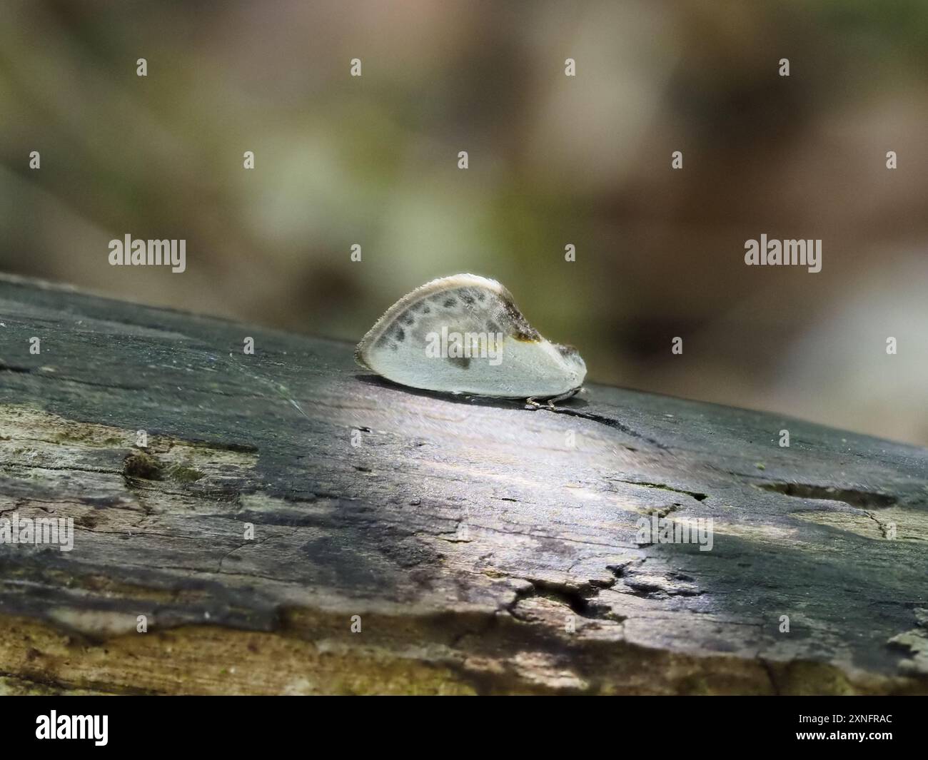 Cilix glaucata, the Chinese character moth, resting on a log Stock ...