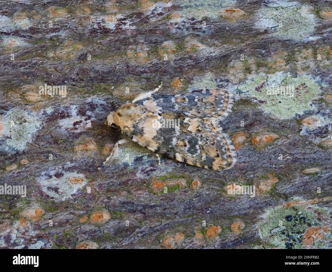 Marbled wood tree hi-res stock photography and images - Alamy