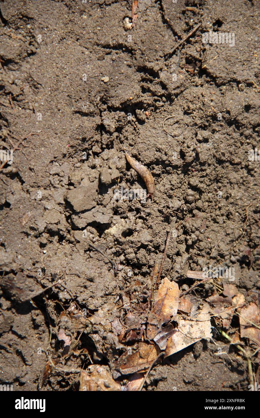 Smooth Land Slugs (Deroceras) Mollusca Stock Photo - Alamy