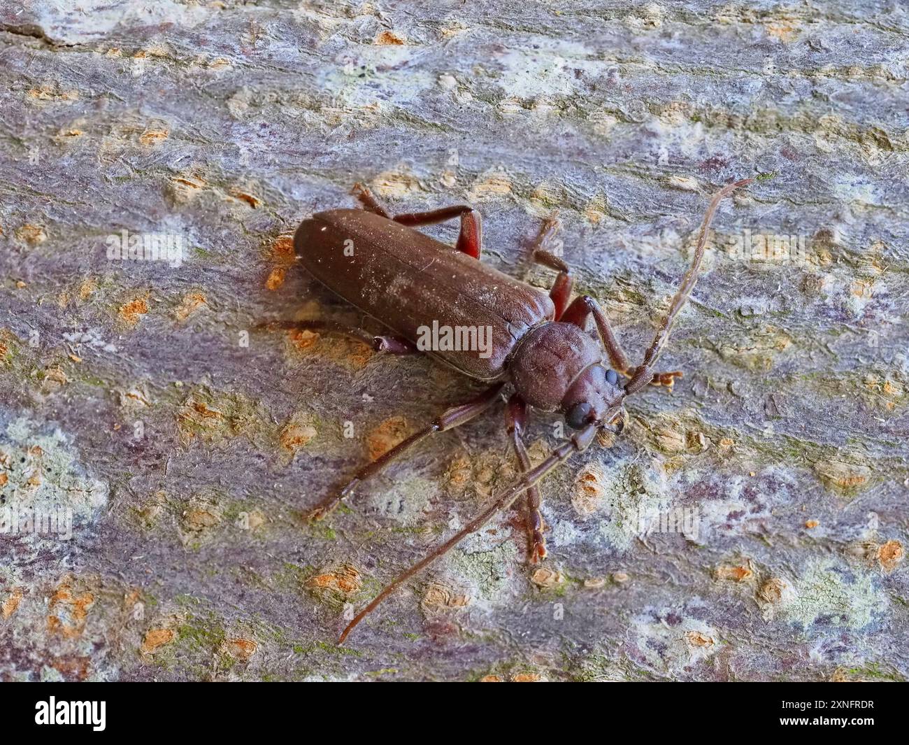 A Rust Pine Borer beatle, Arhopalus rusticus, resting on a log Stock ...