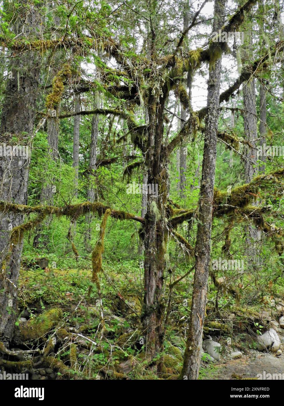 Pacific yew (Taxus brevifolia) Plantae Stock Photo - Alamy