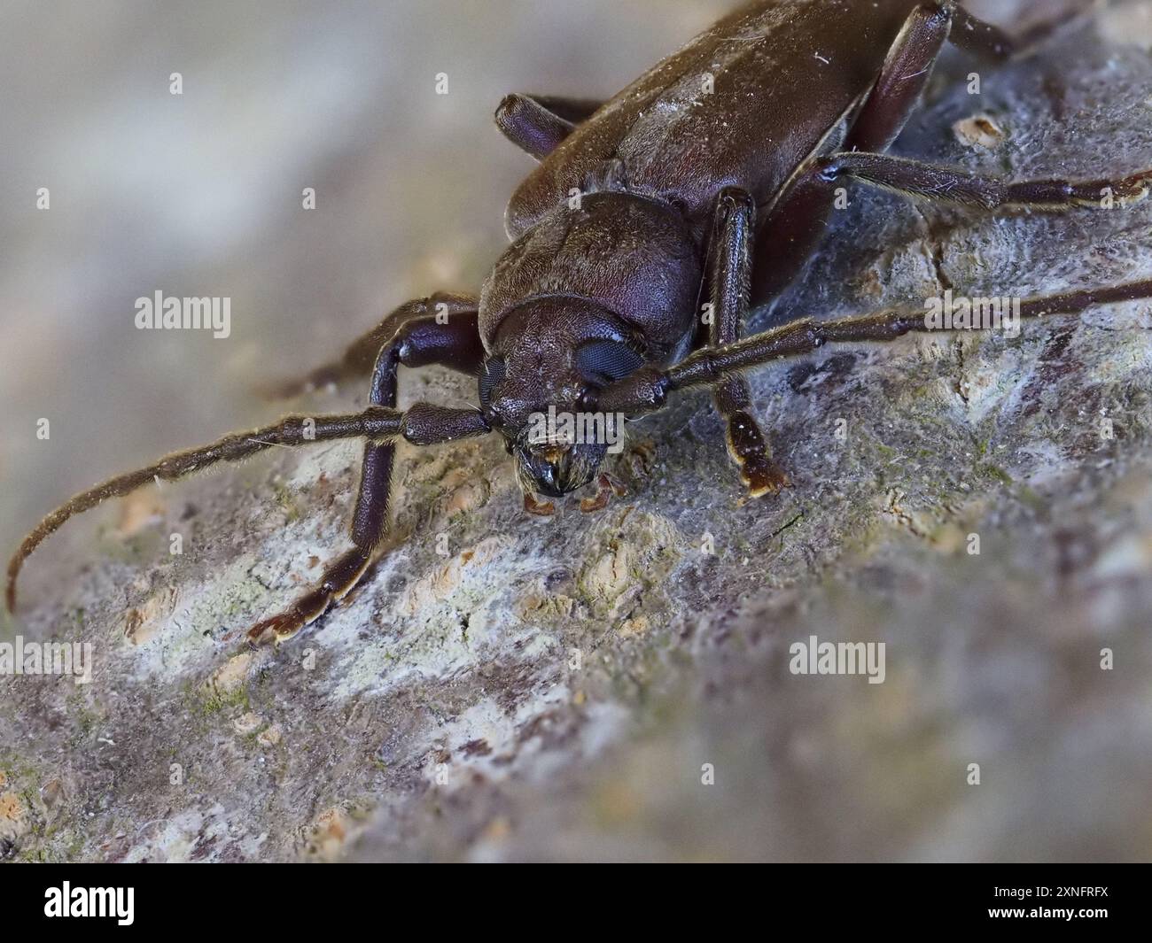 A Rust Pine Borer beatle, Arhopalus rusticus, resting on a log Stock ...