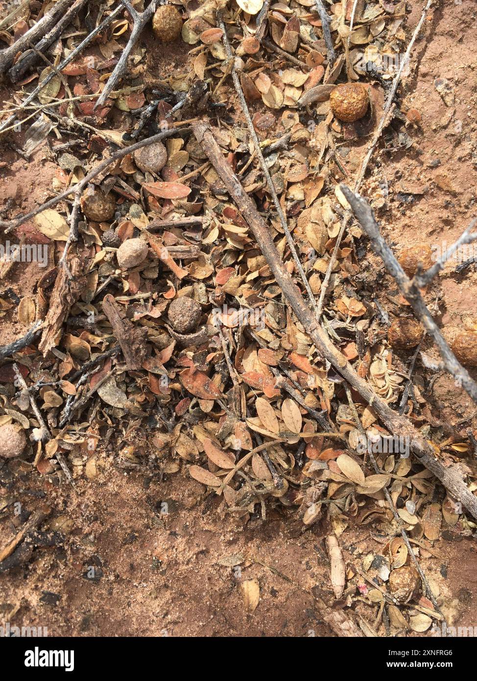 little leaf sumac (Rhus microphylla) Plantae Stock Photo - Alamy