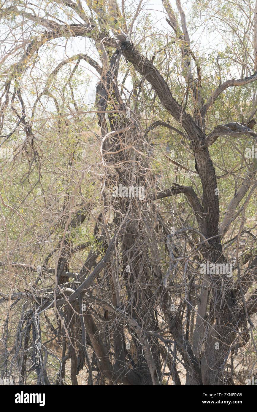 desert ironwood (Olneya tesota) Plantae Stock Photo - Alamy
