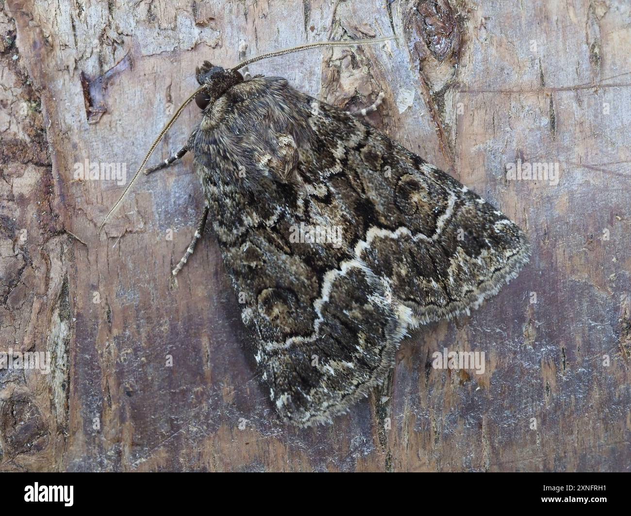 Resting underwing moth hi-res stock photography and images - Alamy