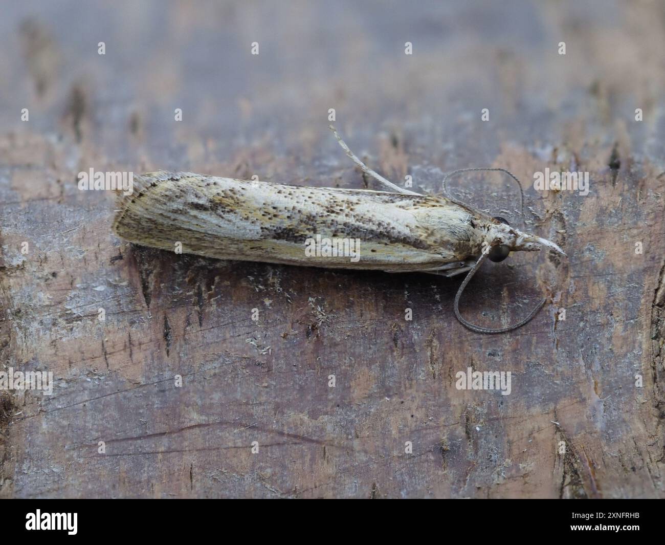 Agriphila inquinatella, the barred grass-veneer moth, perched on a log ...