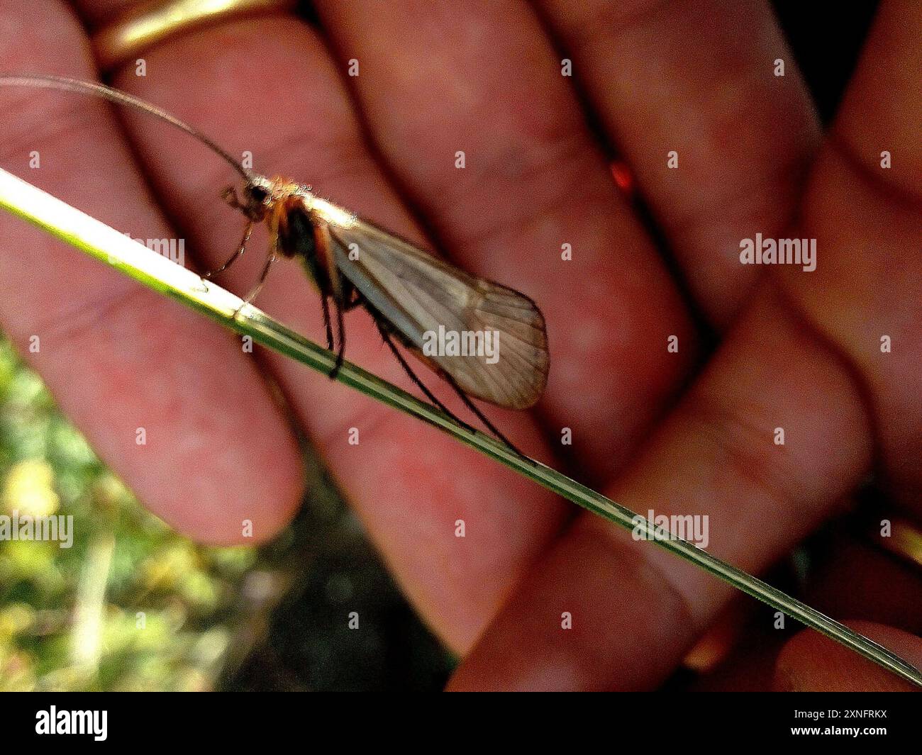 Caddisflies (Trichoptera) Insecta Stock Photo - Alamy