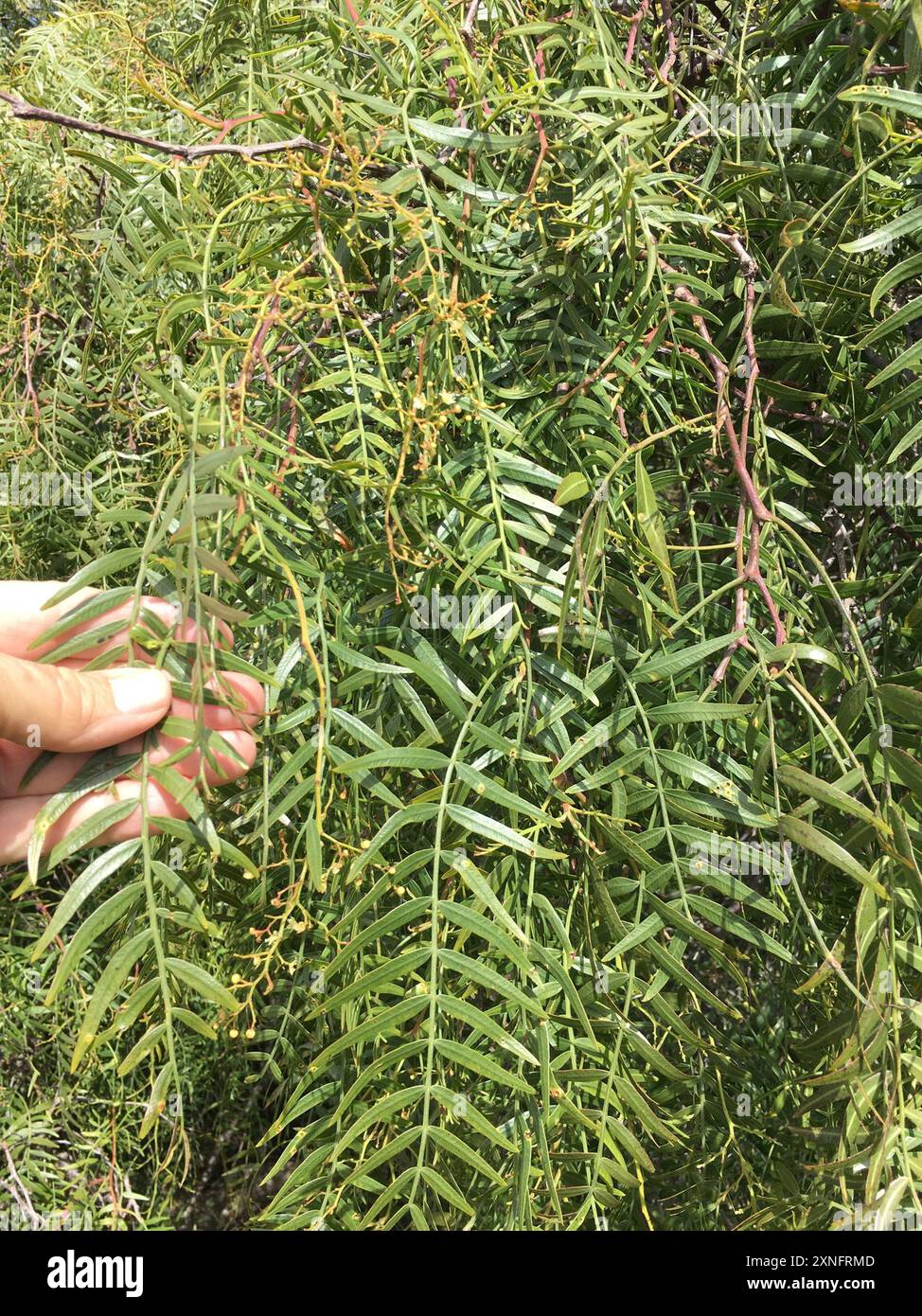 Peruvian Pepper Tree (Schinus molle) Plantae Stock Photo - Alamy