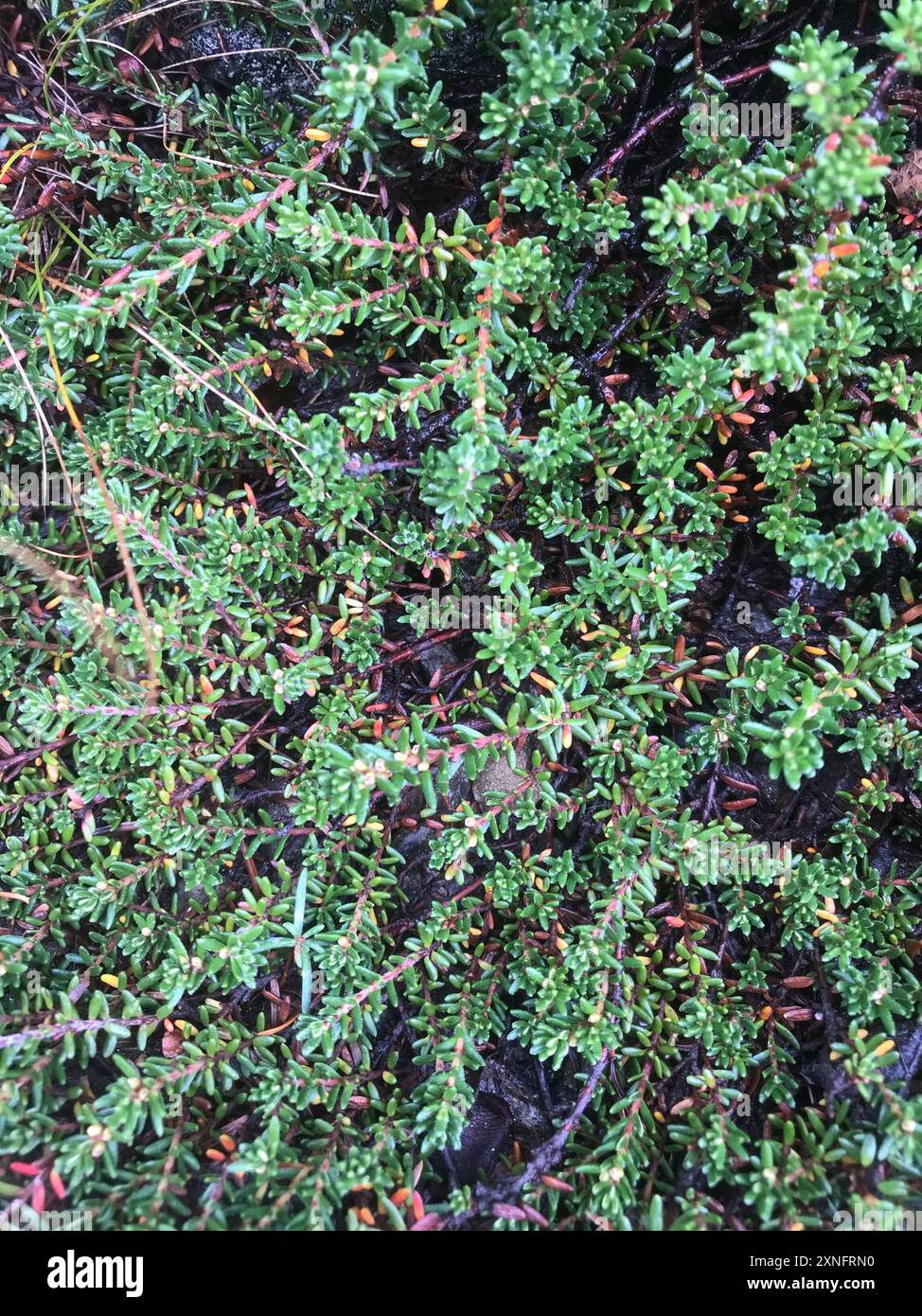 Purple Crowberry (Empetrum atropurpureum) Plantae Stock Photo - Alamy
