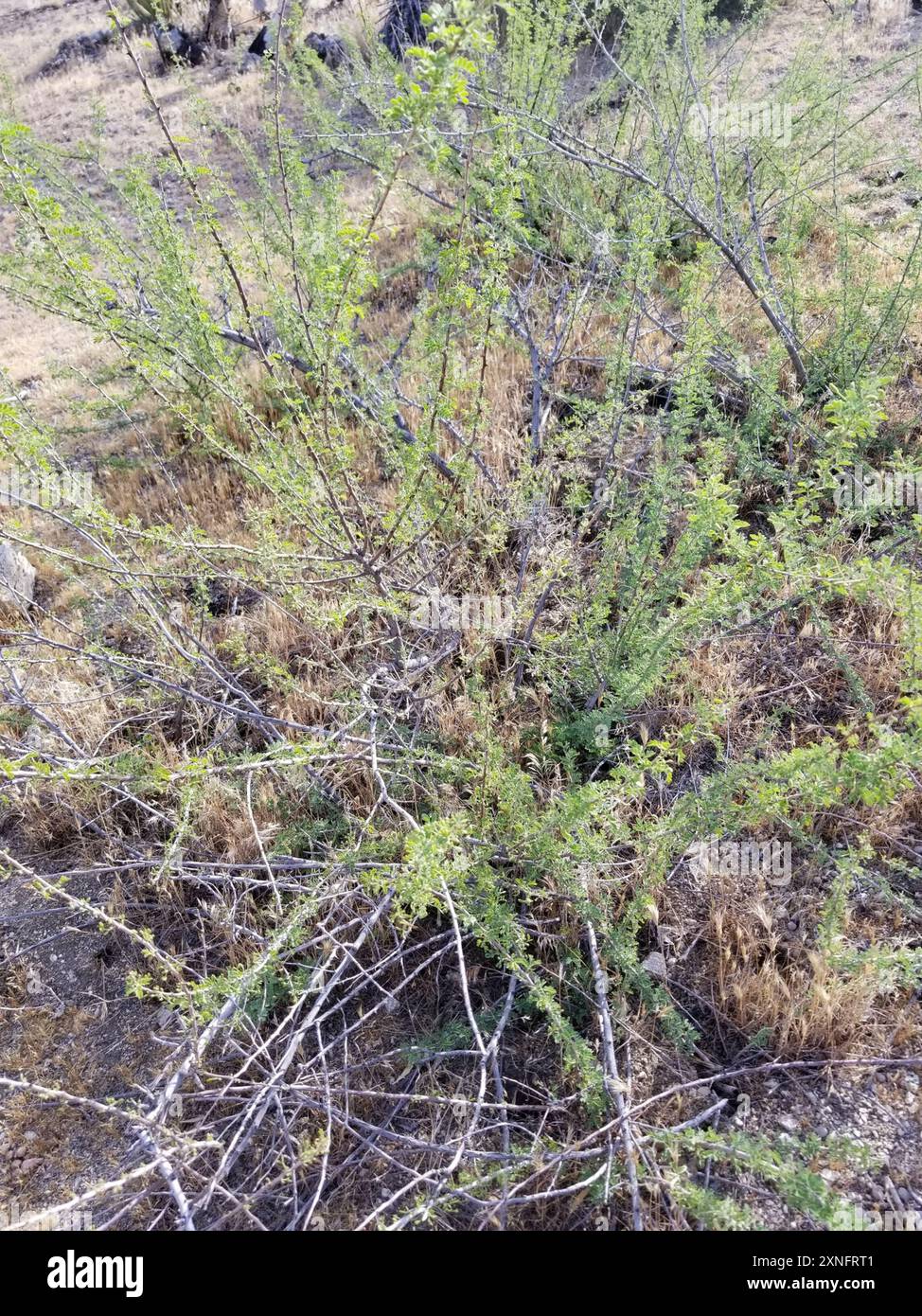 Catclaw Acacia (Senegalia greggii) Plantae Stock Photo - Alamy