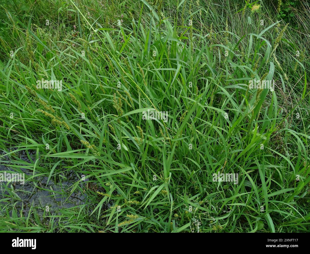 barnyardgrass (Echinochloa crus-galli) Plantae Stock Photo - Alamy
