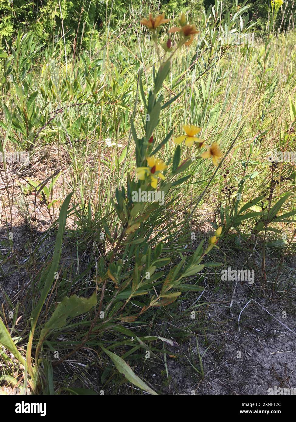 Kalm's St. John's-wort (Hypericum kalmianum) Plantae Stock Photo - Alamy