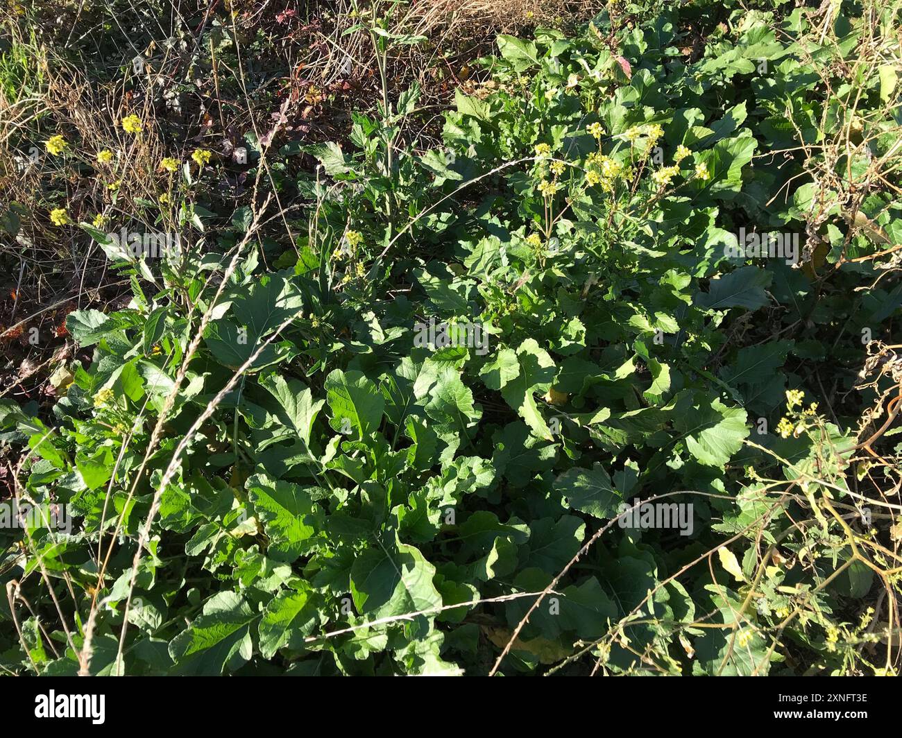 annual bastard cabbage (Rapistrum rugosum) Plantae Stock Photo - Alamy
