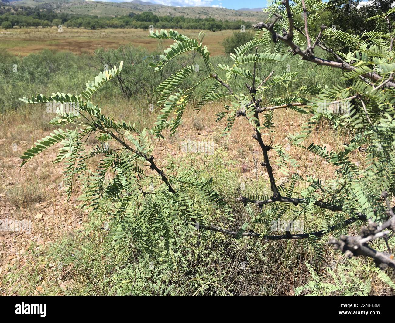 honey mesquite (Neltuma glandulosa) Plantae Stock Photo - Alamy