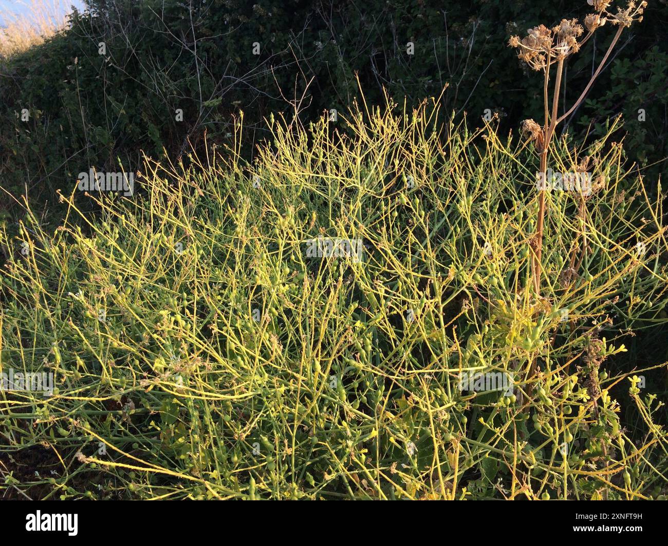 Mediterranean Radish (Raphanus raphanistrum landra) Plantae Stock Photo ...