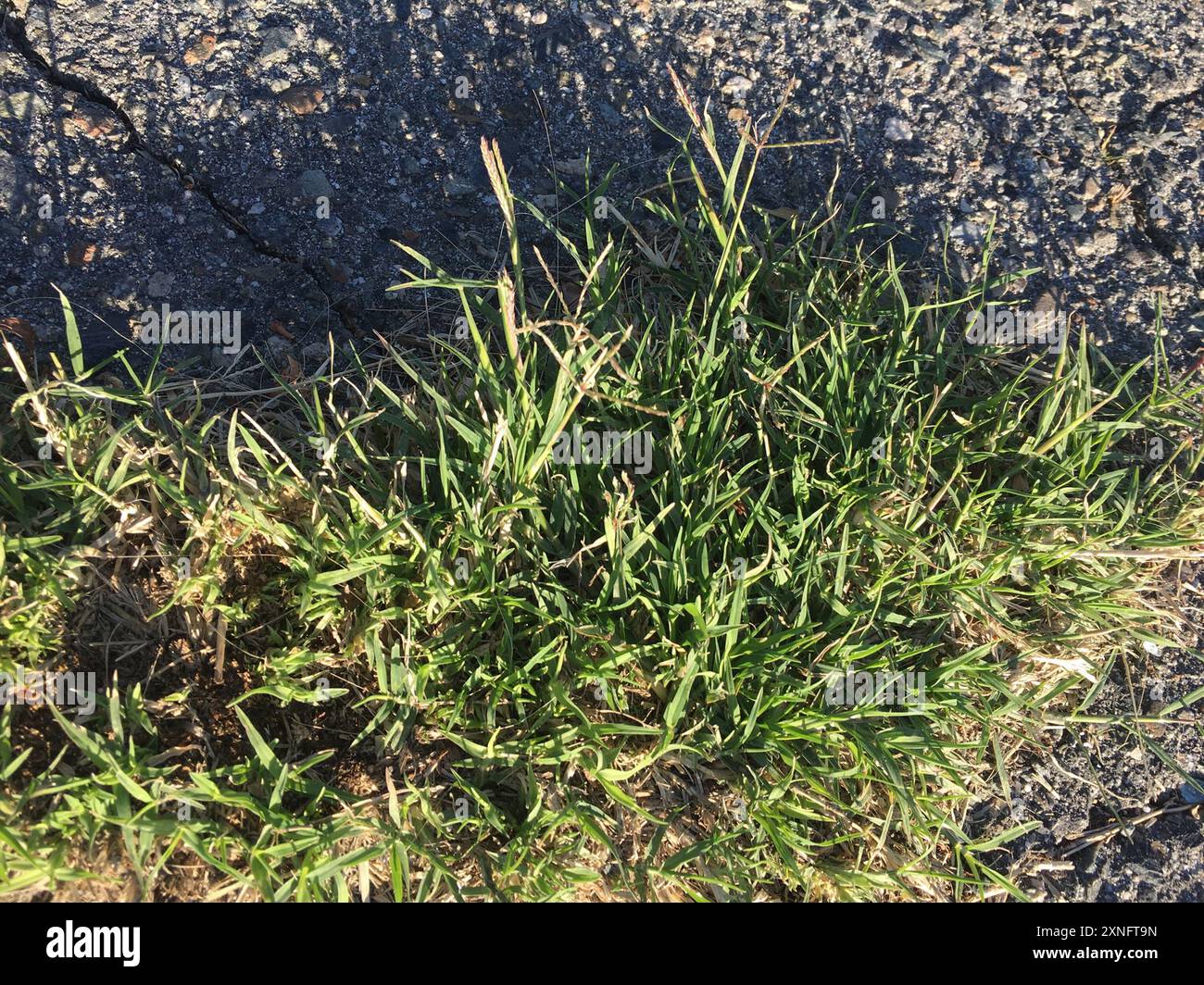 Bermuda grass (Cynodon dactylon) Plantae Stock Photo - Alamy
