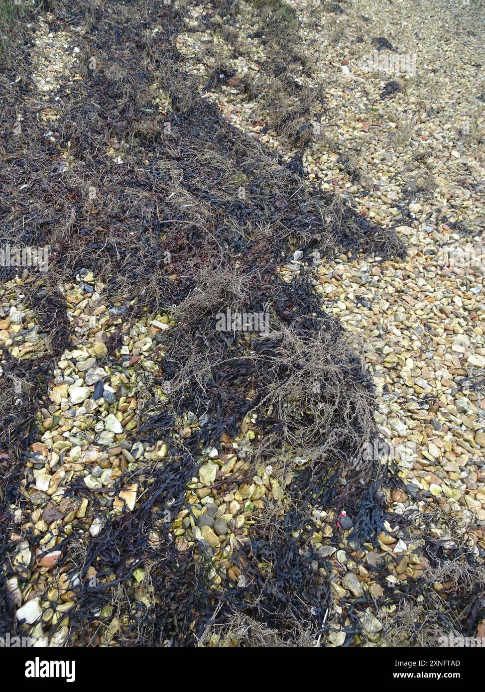 Herbaceous Seepweed (Suaeda maritima) Plantae Stock Photo - Alamy