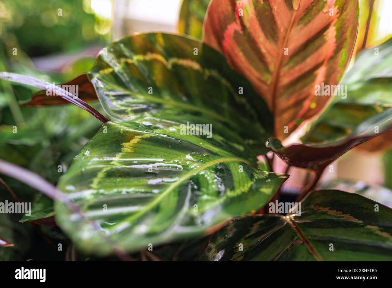 close-up leaves tropical plant calathea in raindrops in rays sun Stock ...