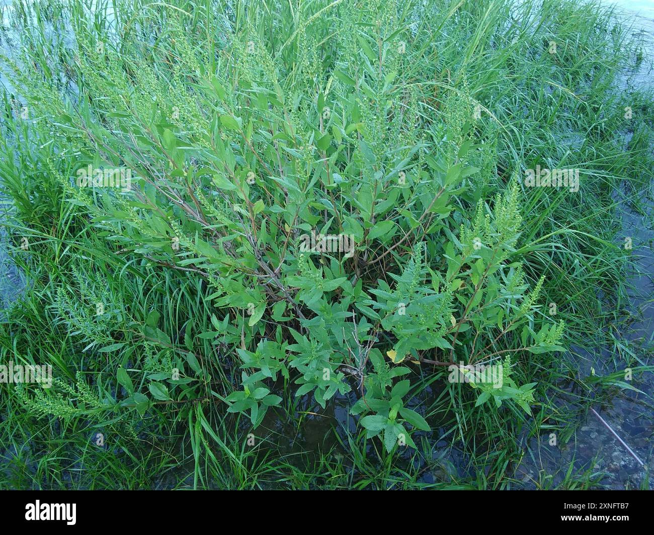marsh elder (Iva frutescens) Plantae Stock Photo - Alamy