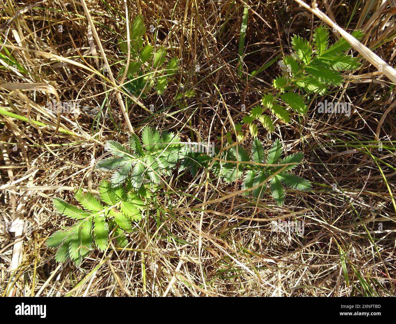 common silverweed (Argentina anserina) Plantae Stock Photo - Alamy