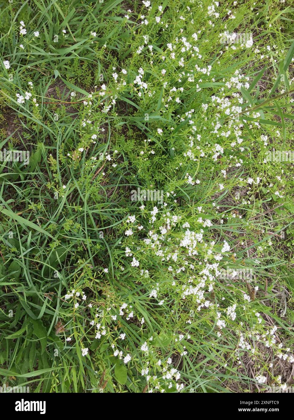Common Marsh-bedstraw (Galium palustre) Plantae Stock Photo - Alamy