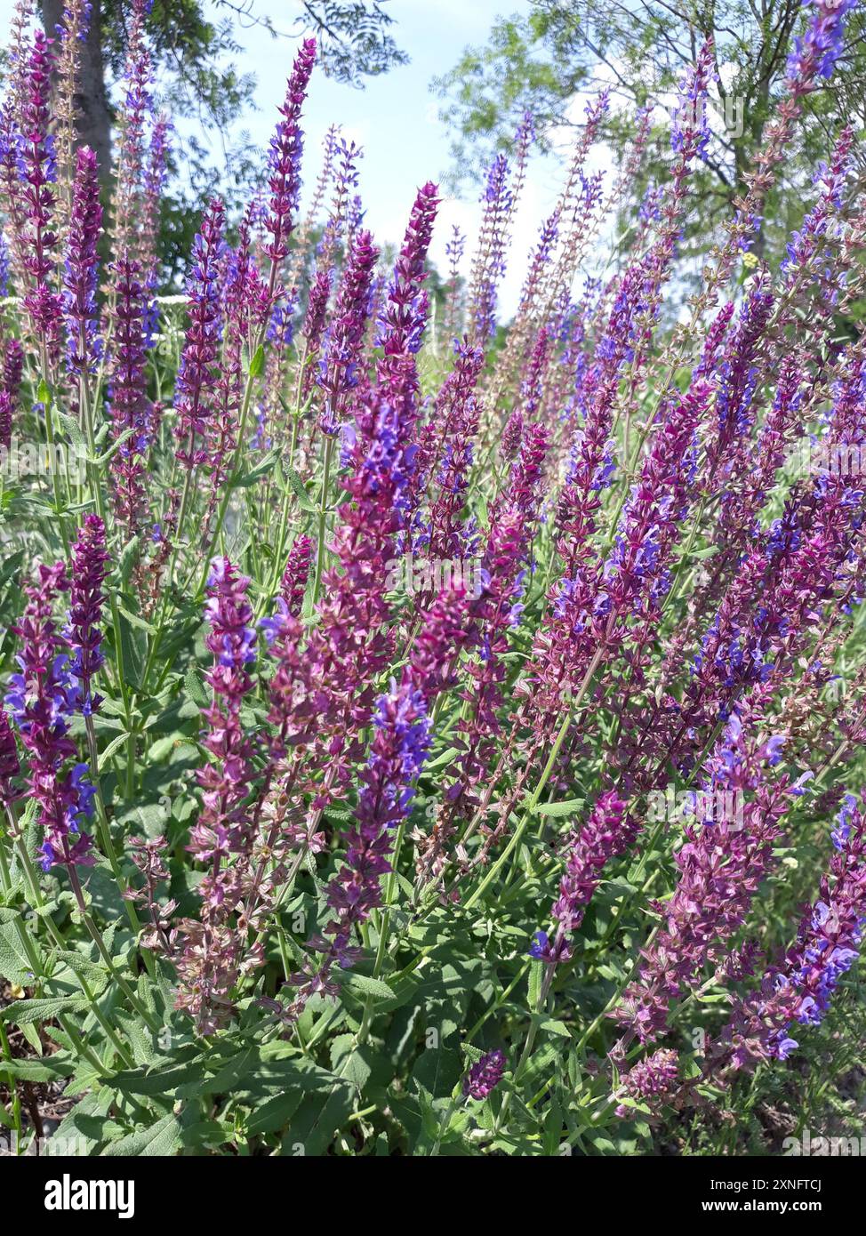 Purple Wood Sage (Salvia nemorosa) Plantae Stock Photo - Alamy