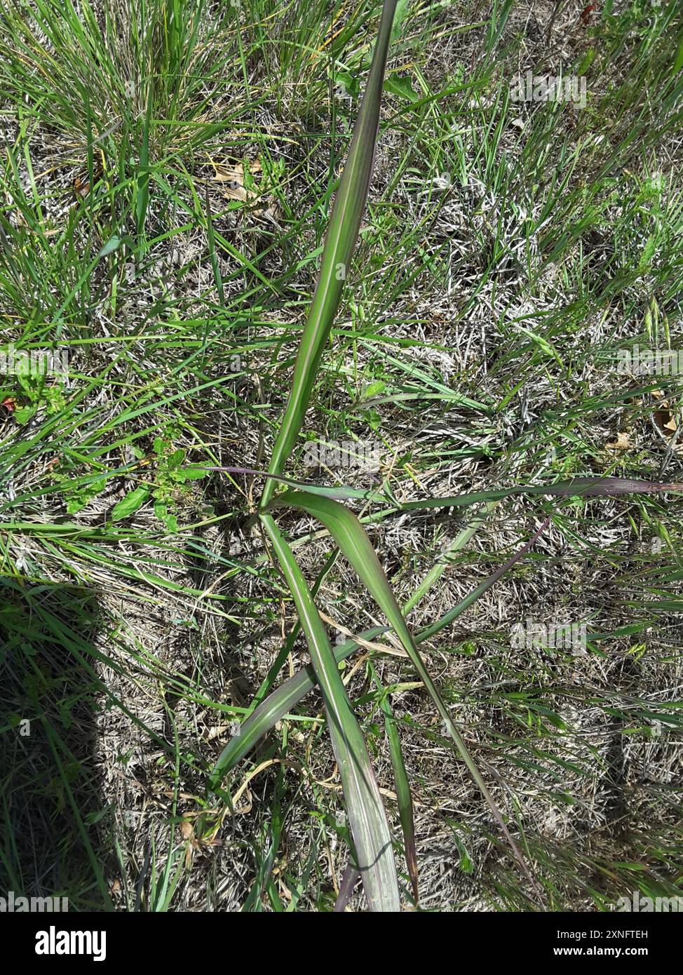 Johnson grass (Sorghum halepense) Plantae Stock Photo - Alamy