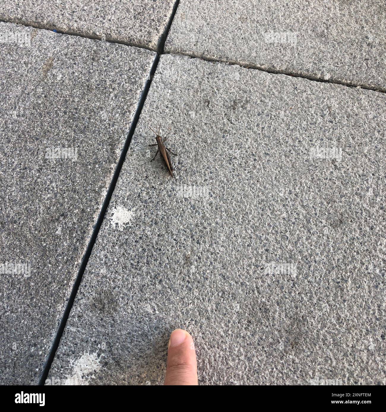 Sharptails (Stenocatantops) Insecta Stock Photo - Alamy