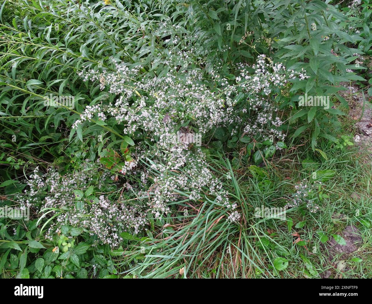 calico aster (Symphyotrichum lateriflorum) Plantae Stock Photo - Alamy
