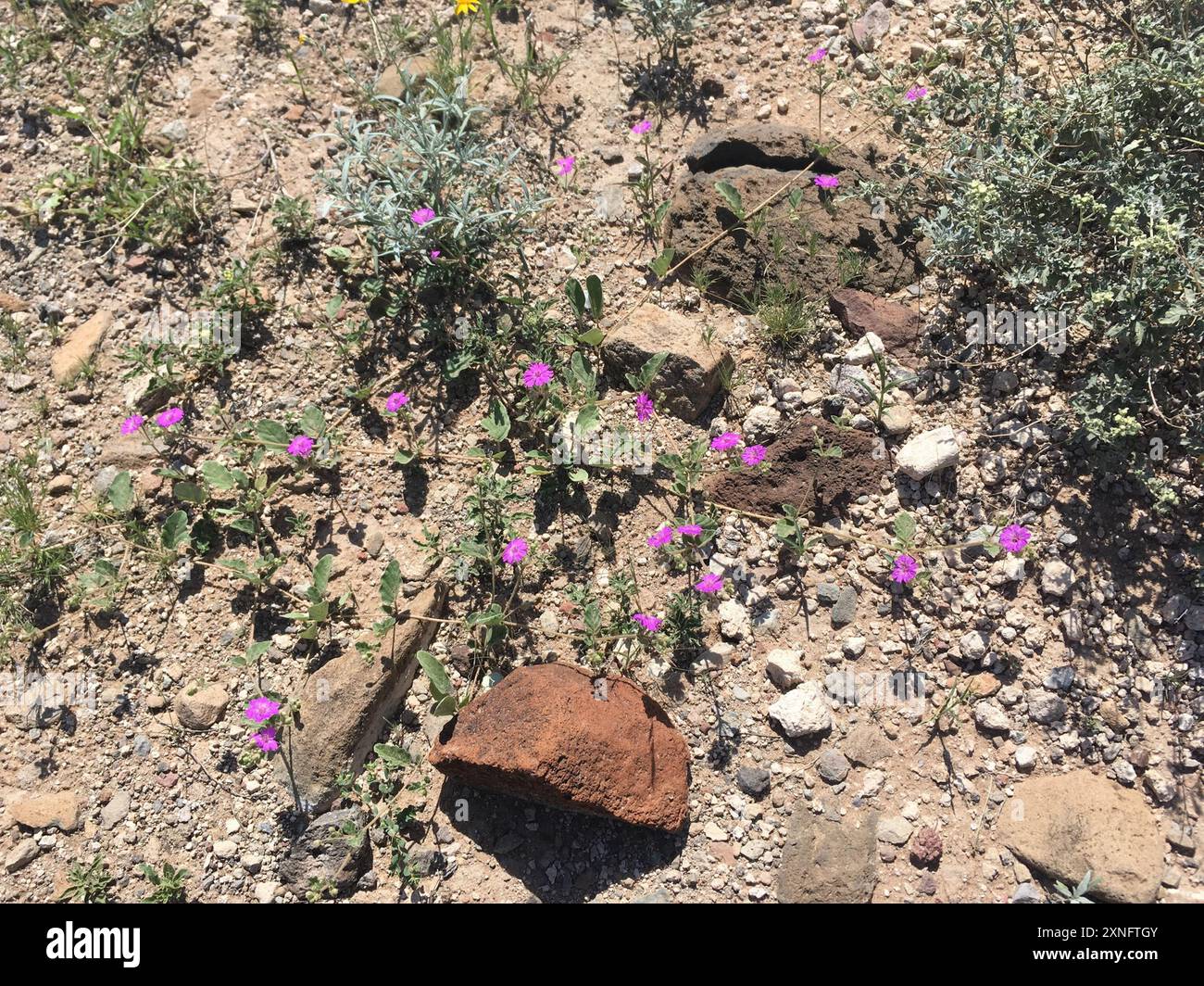 Trailing Windmills (Allionia incarnata) Plantae Stock Photo - Alamy