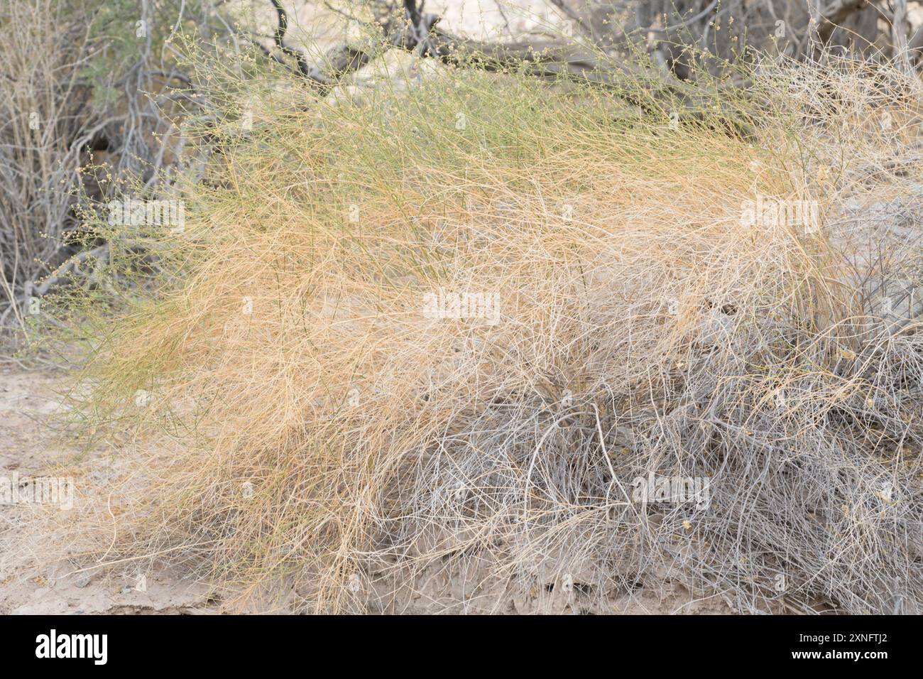 Cheesebush (Ambrosia salsola) Plantae Stock Photo - Alamy