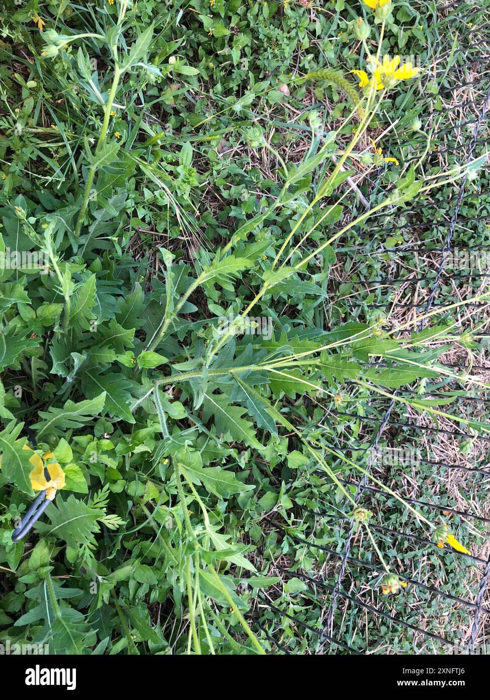 Engelmann daisy (Engelmannia peristenia) Plantae Stock Photo - Alamy