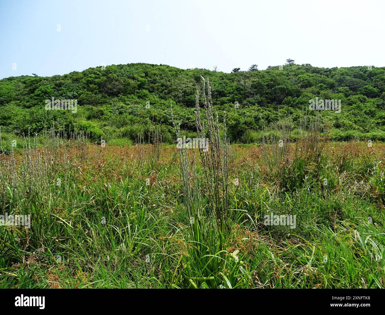 woolly frog's-mouth (Philydrum lanuginosum) Plantae Stock Photo - Alamy