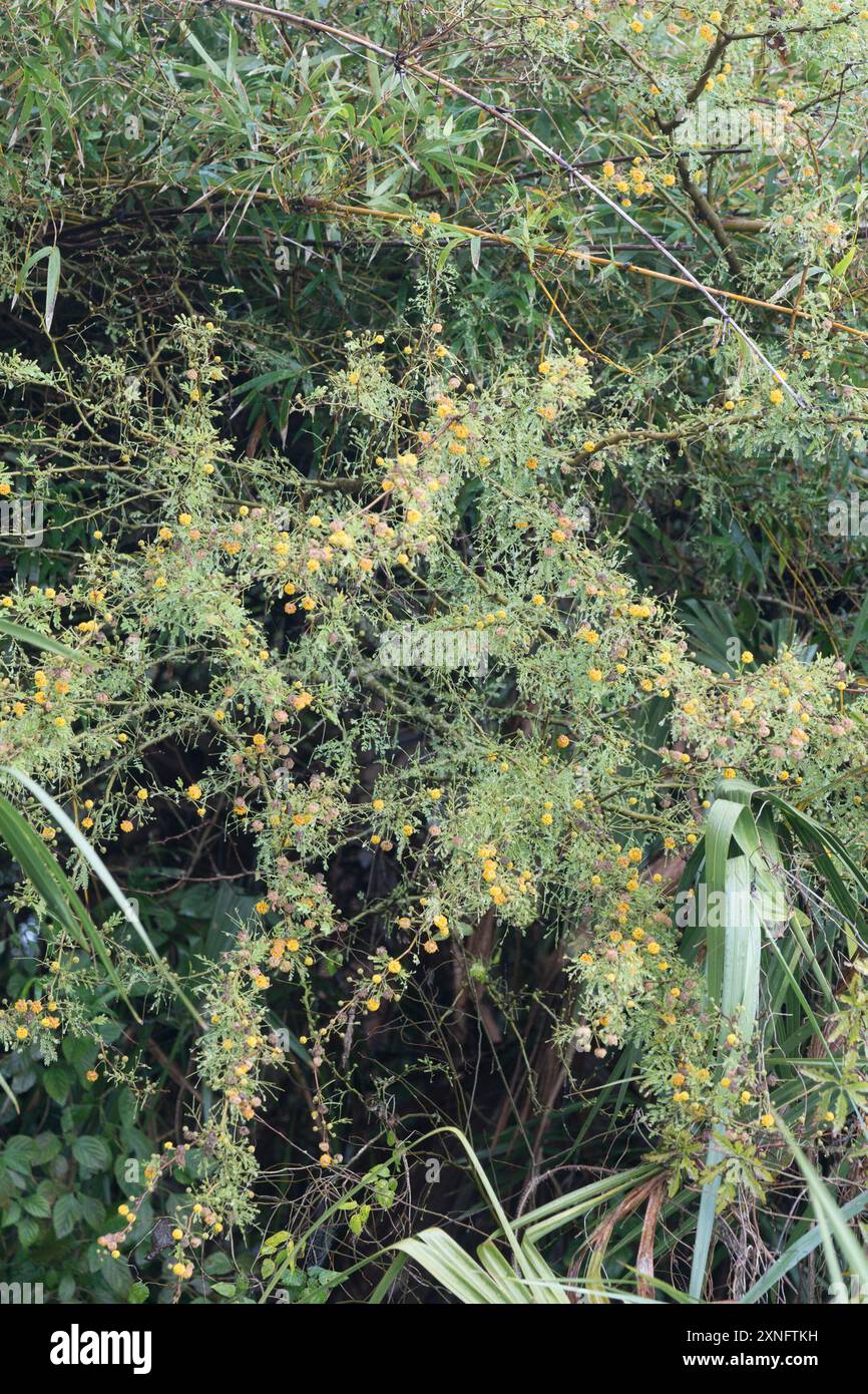 Acacias, Mimosas, mesquites, and allies (Mimosoideae) Plantae Stock ...