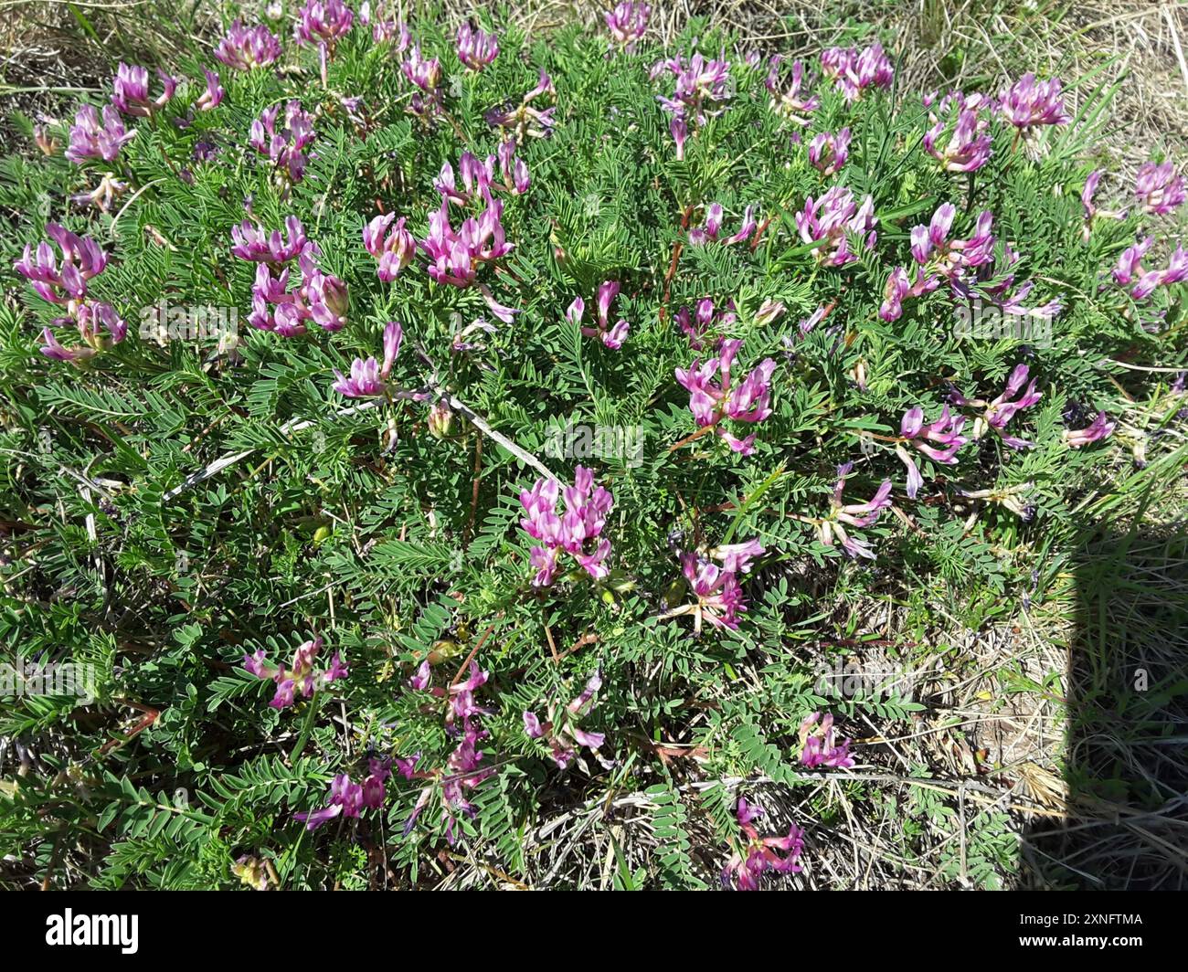 Ground-plum (Astragalus crassicarpus) Plantae Stock Photo - Alamy