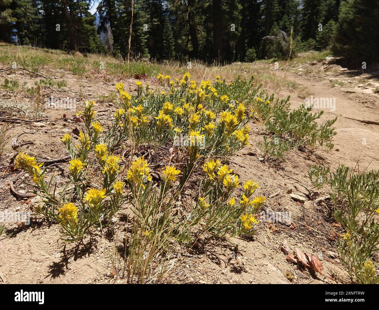 Bloomeri hi-res stock photography and images - Alamy