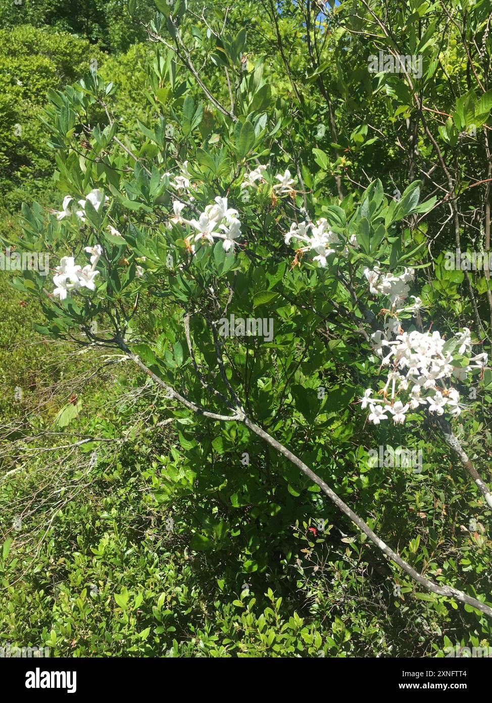 swamp azalea (Rhododendron viscosum) Plantae Stock Photo - Alamy
