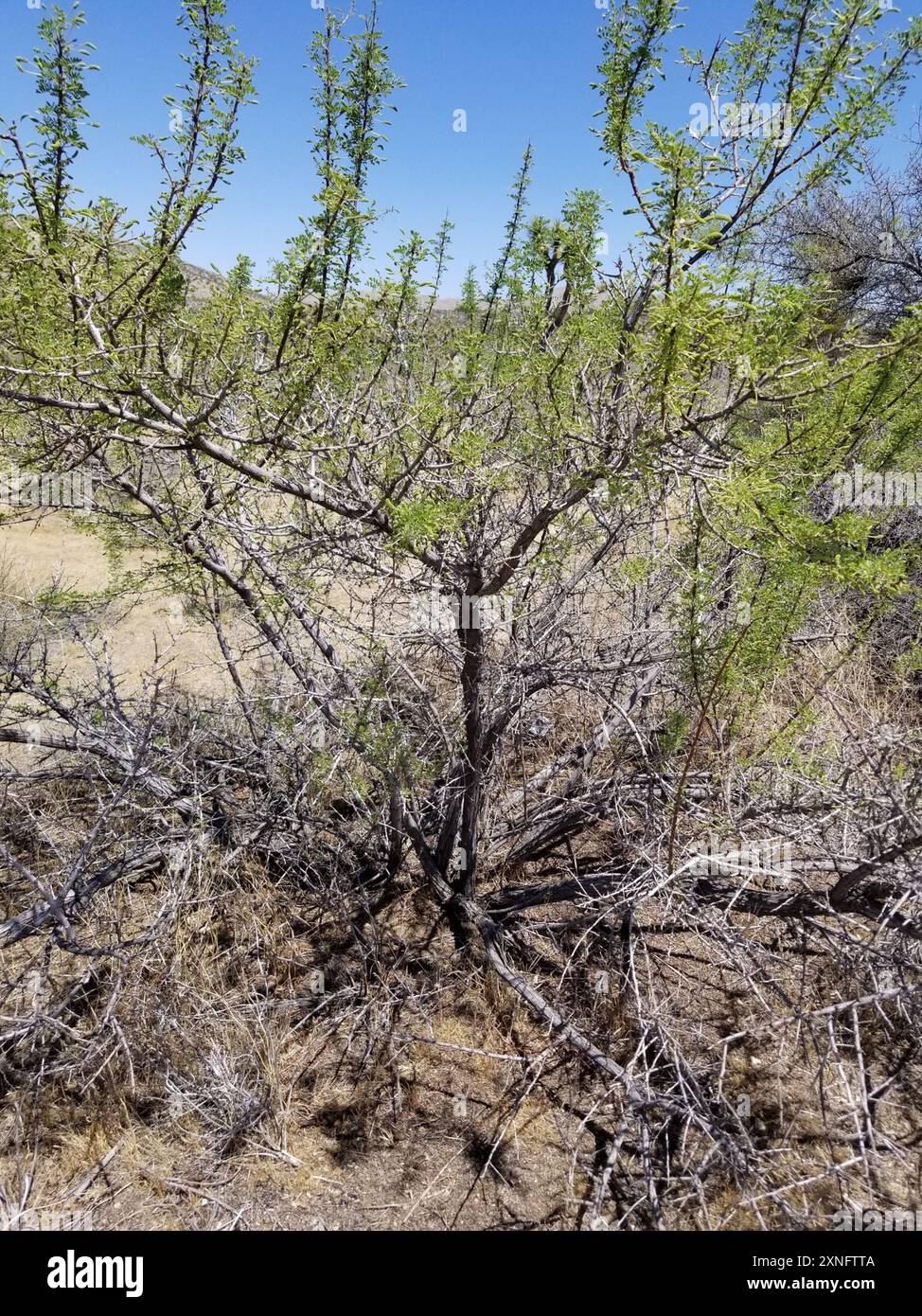 Catclaw acacia (acacia greggii) hi-res stock photography and images - Alamy