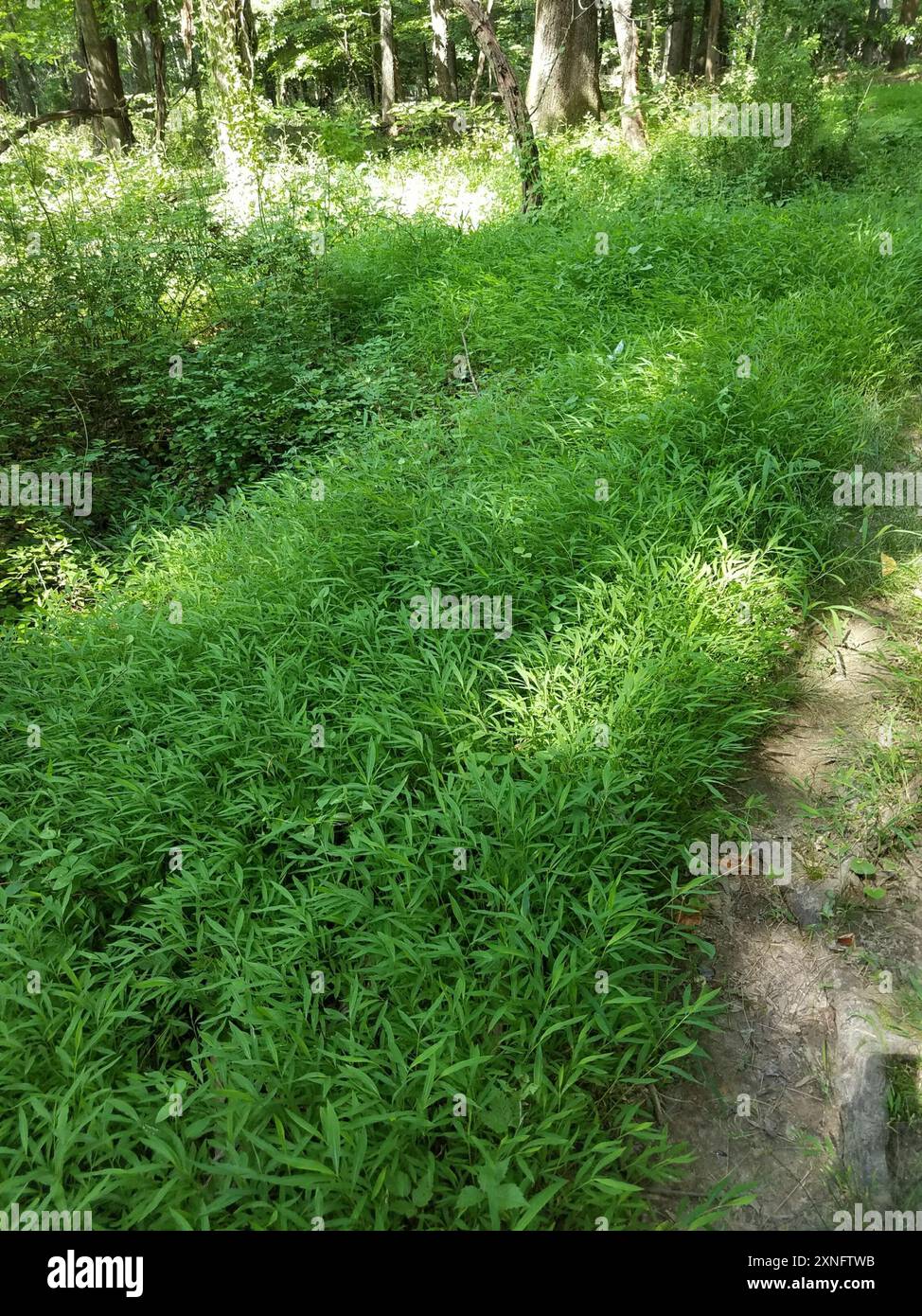 Japanese stiltgrass (Microstegium vimineum) Plantae Stock Photo - Alamy
