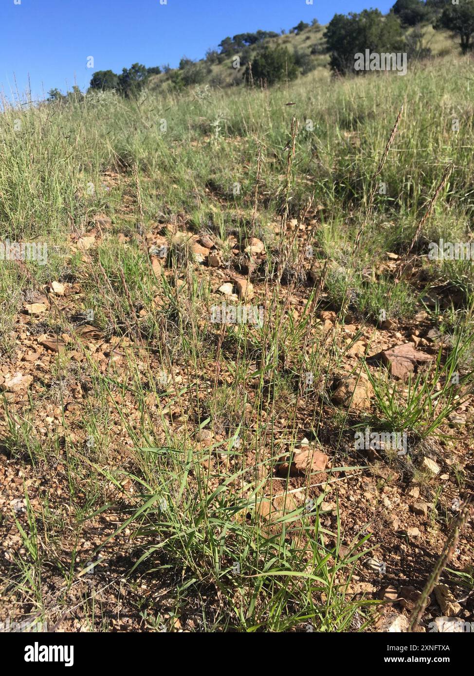 Sideoats Grama (Bouteloua curtipendula) Plantae Stock Photo - Alamy