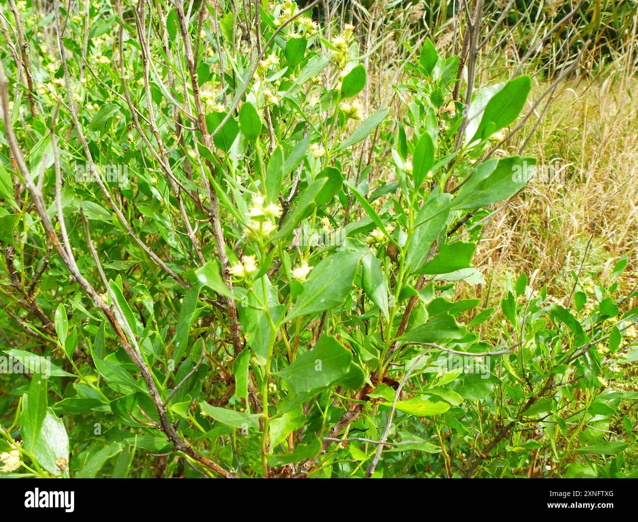 groundsel tree (Baccharis halimifolia) Plantae Stock Photo - Alamy