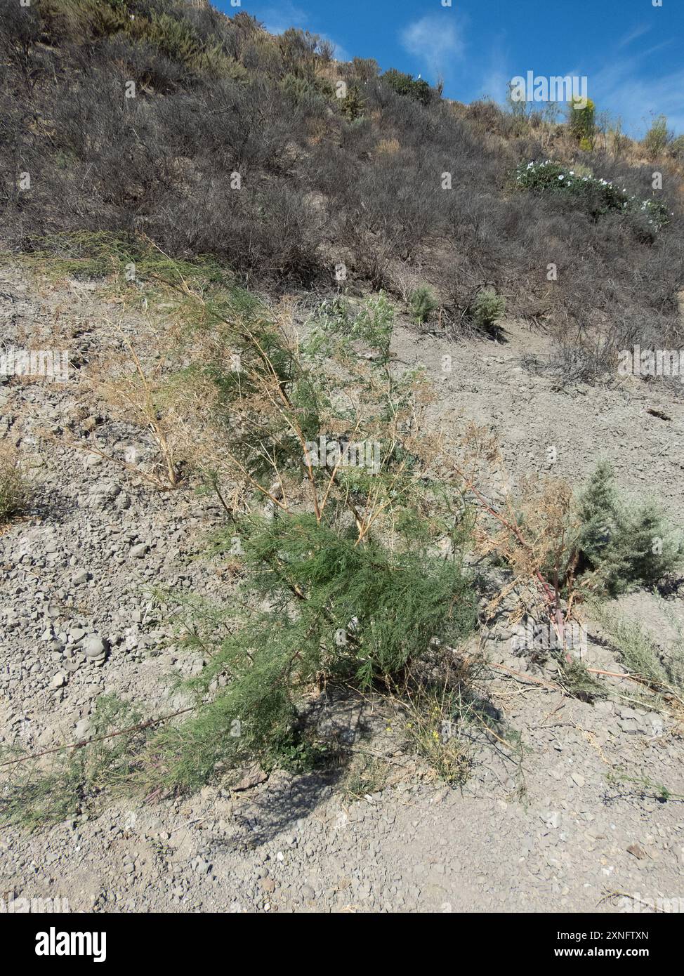 saltcedar (Tamarix ramosissima) Plantae Stock Photo - Alamy