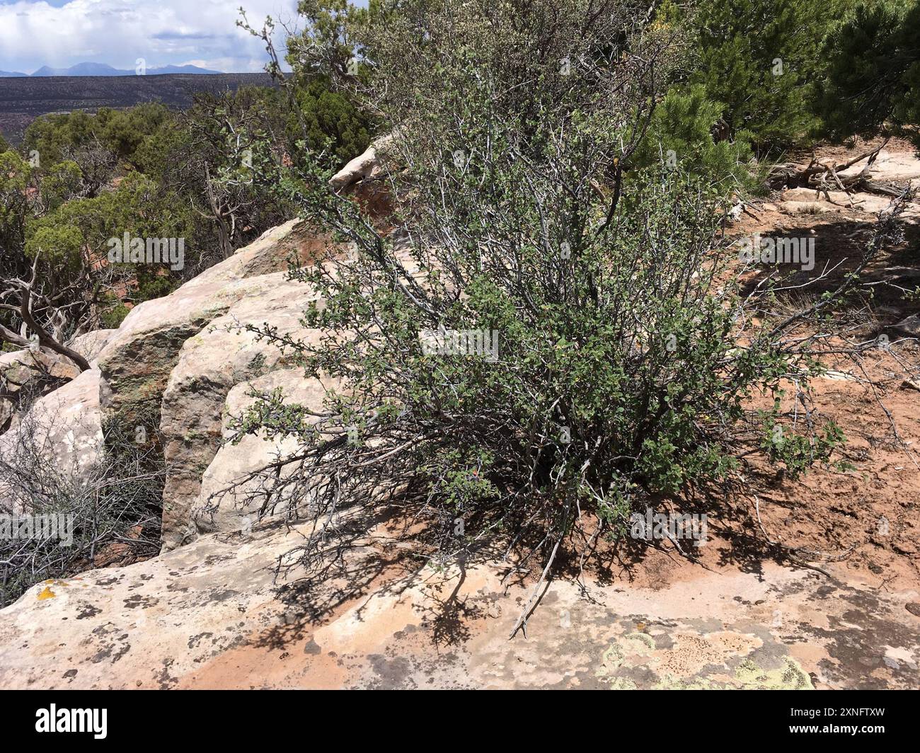 Alderleaf Mountain Mahogany (Cercocarpus montanus) Plantae Stock Photo ...