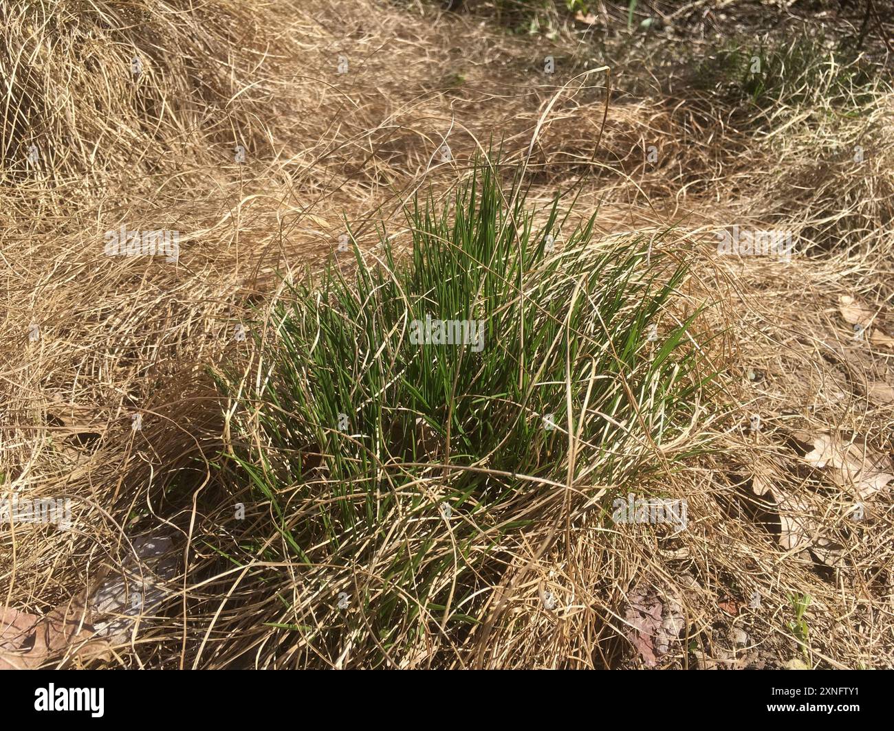 prairie dropseed (Sporobolus heterolepis) Plantae Stock Photo - Alamy