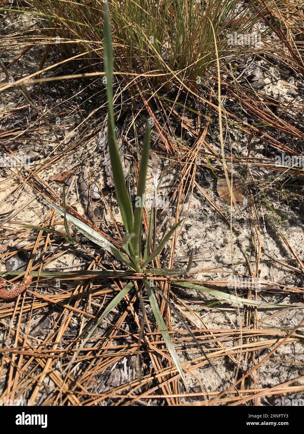 Silkgrasses (Pityopsis) Plantae Stock Photo - Alamy