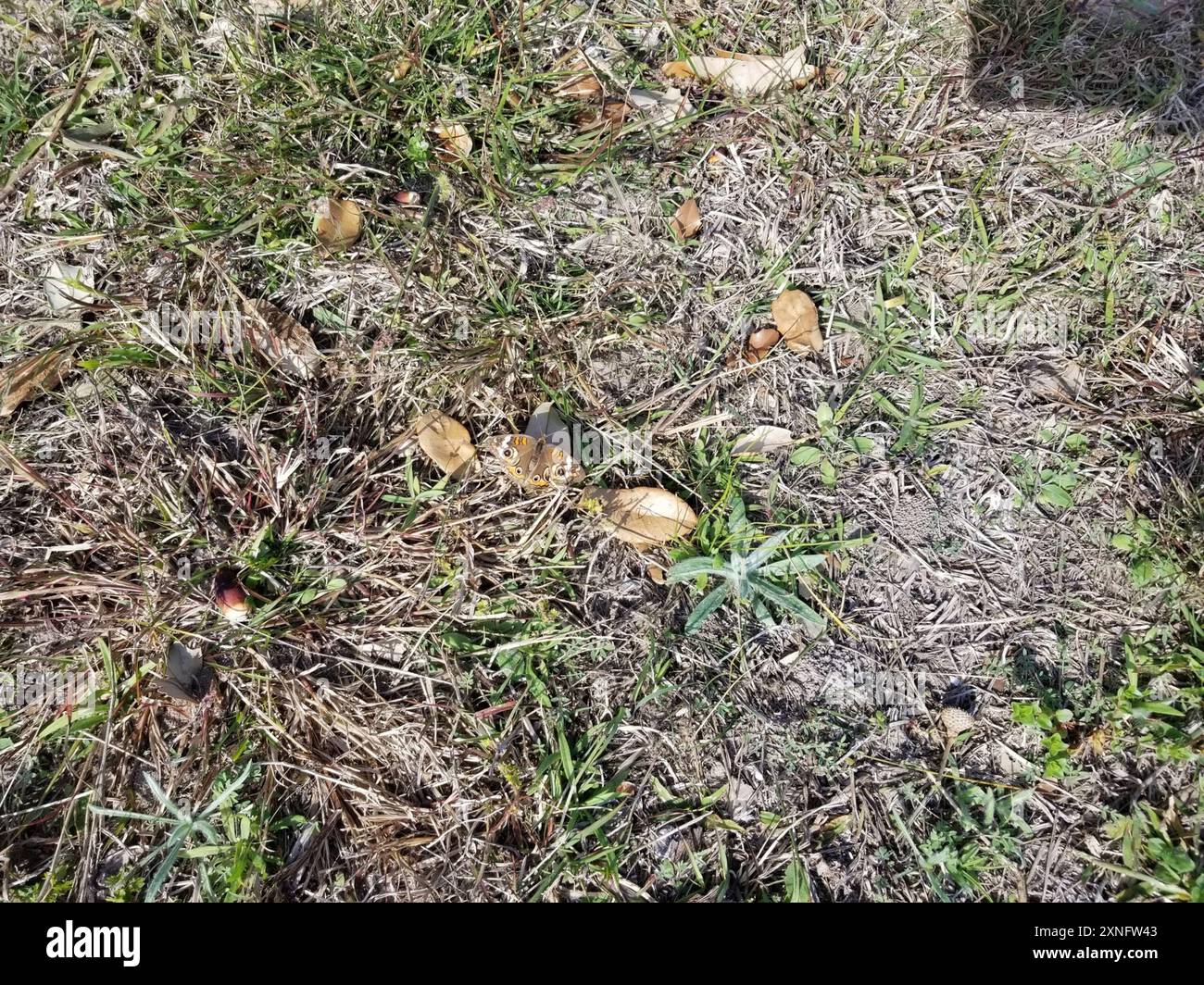 Alamo vine (Distimake dissectus) Plantae Stock Photo - Alamy