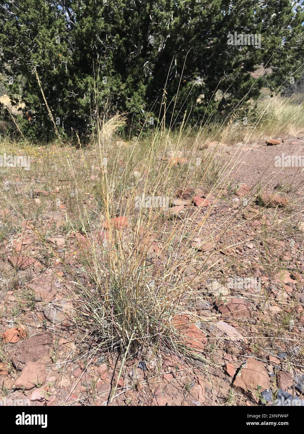 Sideoats Grama (Bouteloua curtipendula) Plantae Stock Photo - Alamy