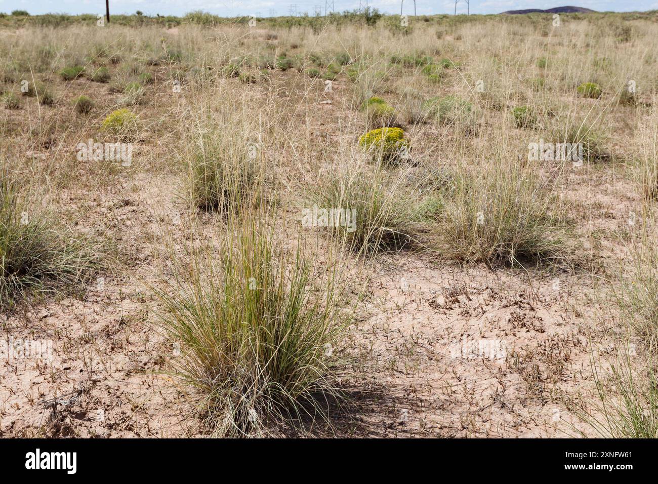 Alkali Sacaton (Sporobolus airoides) Plantae Stock Photo - Alamy